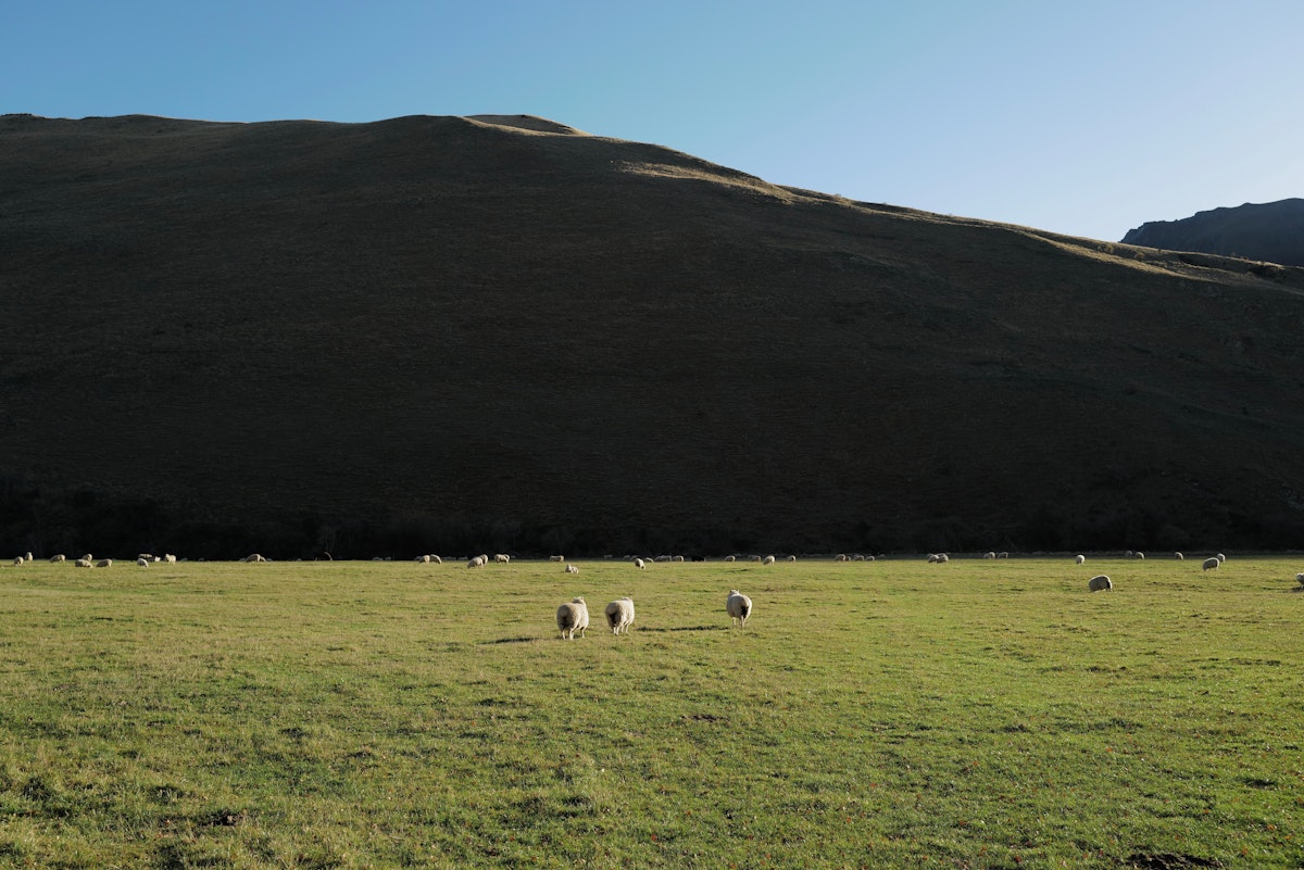 羊たち | Masato Kawabata | cizucu