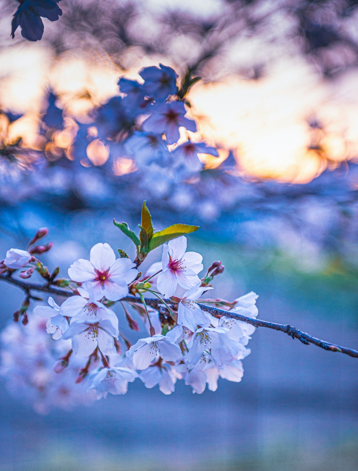 황혼의 신록과 꽃잎の写真 | ロイヤリティフリー & 高解像度画像を無料ダウンロード | cizucu