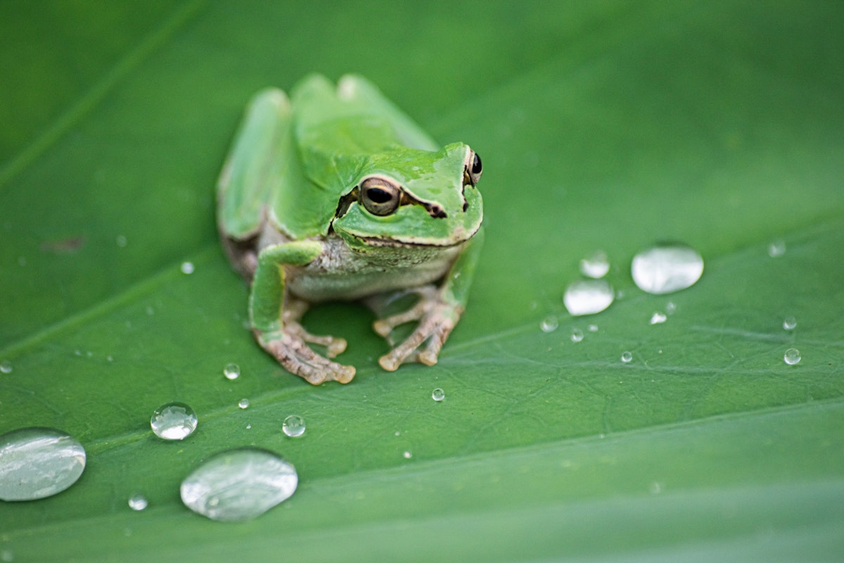 カエルと蓮と。 久しぶりに大きなカエルが見れた。 #カエル #雨粒 | AYUMOON | cizucu