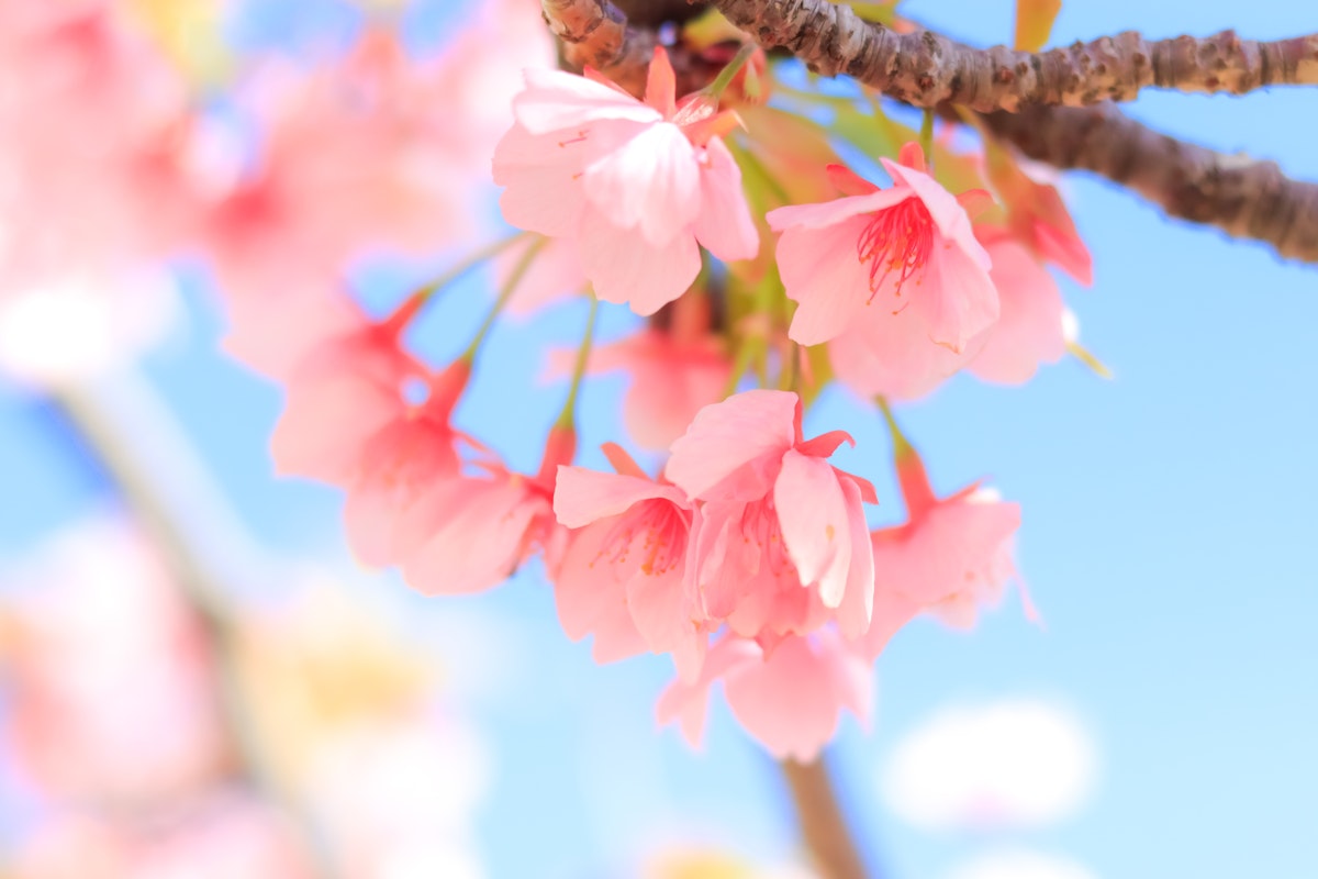 Ảnh về 산벚꽃 꽃잎 | Tải hình ảnh miễn phí bản quyền & độ phân giải cao | cizucu