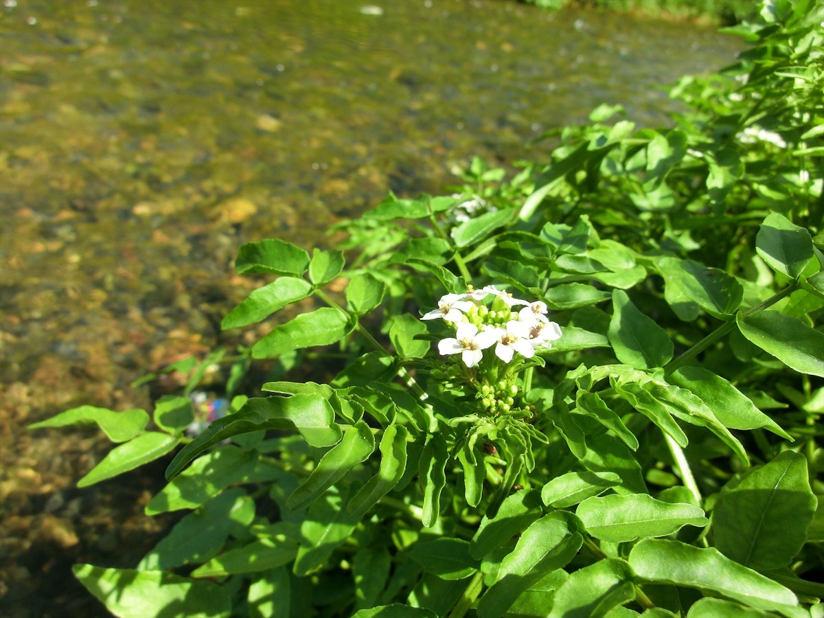 Ảnh về แม่น้ำ ใบเขียว | Tải hình ảnh miễn phí bản quyền & độ phân giải cao | cizucu