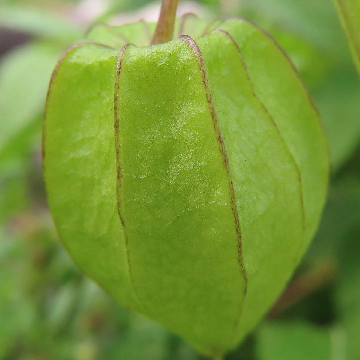 Fotos de ใบไม้ แนวตั้ง | Descarga imágenes libres de derechos y en alta resolución | cizucu