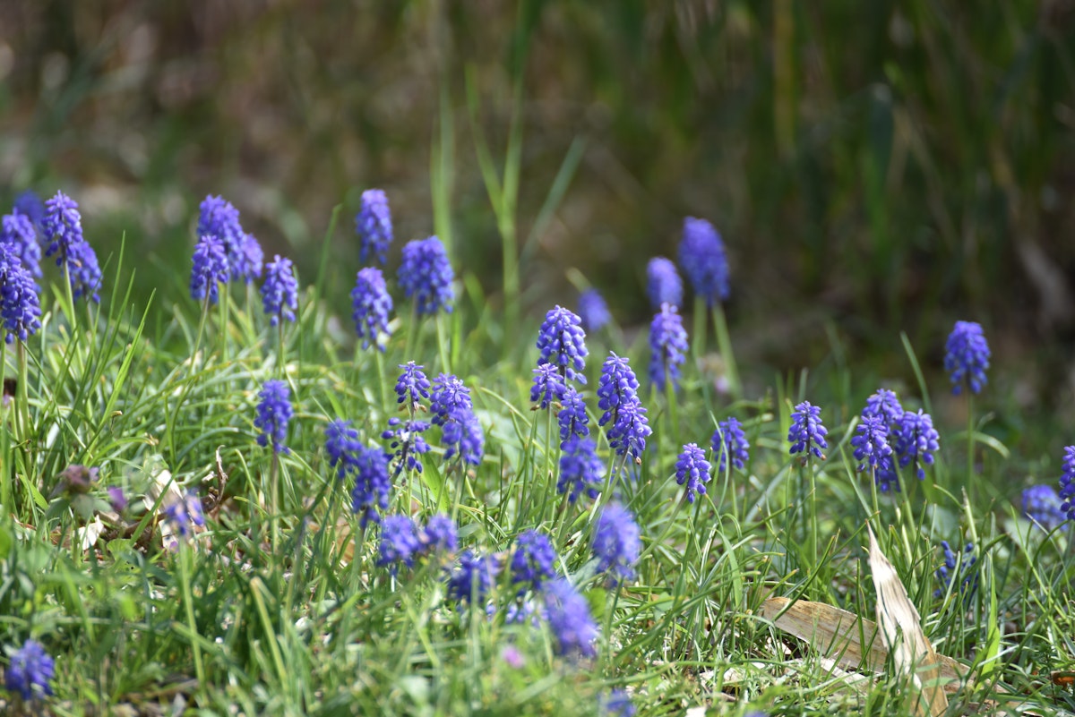 ＃ムスカリ咲く | ayukawa | cizucu