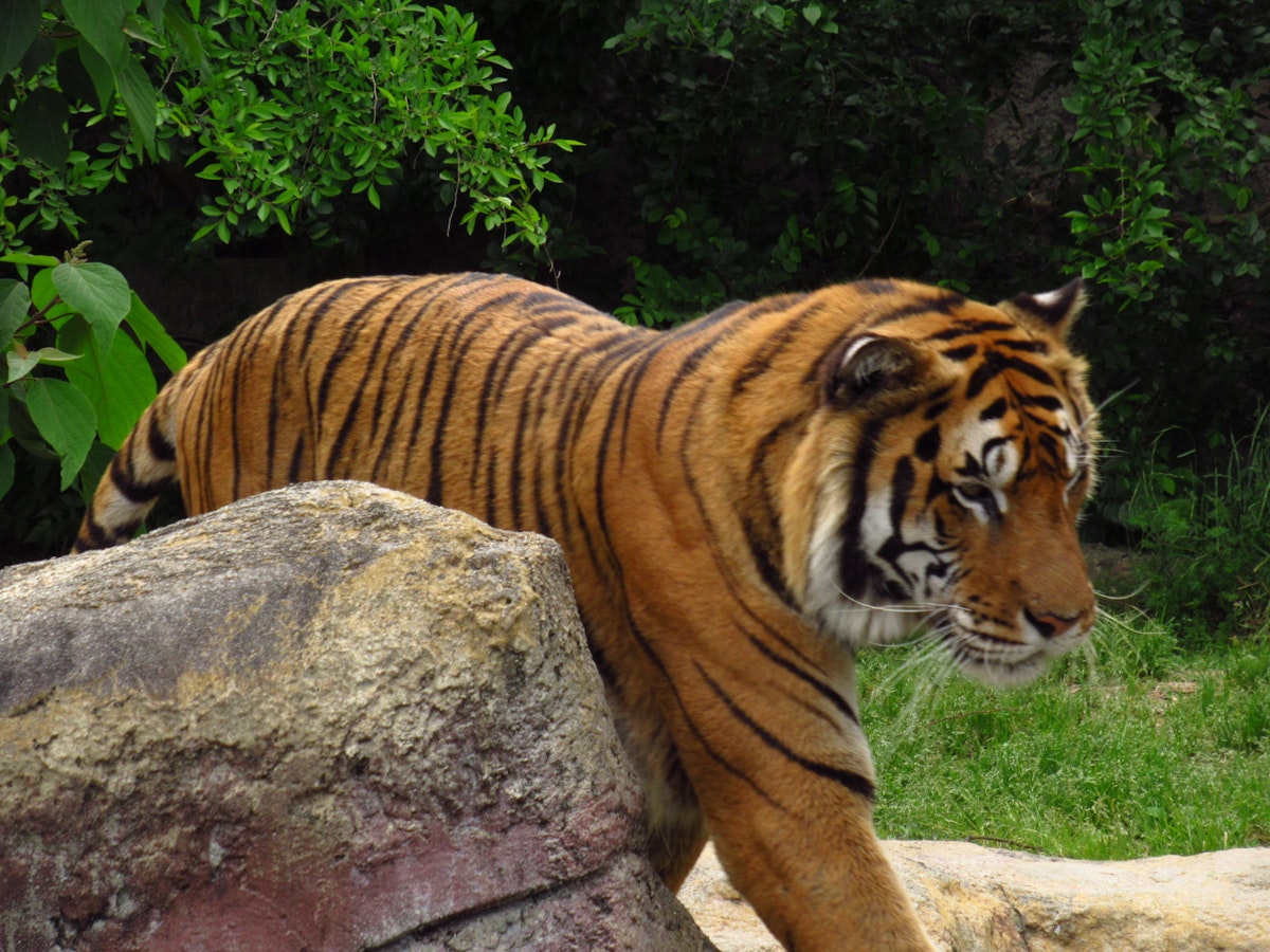 tigres Photos | cizucu