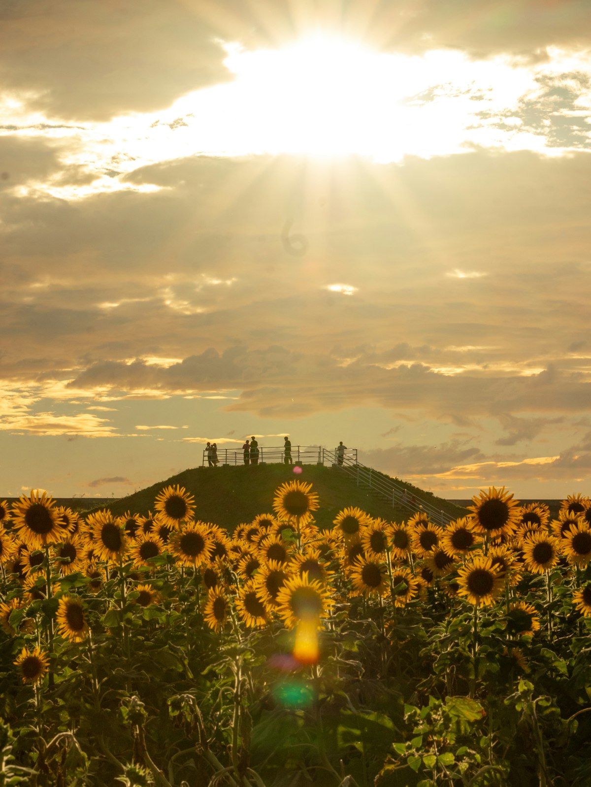 Sunflower Gradient Photos | Download Royalty-Free Images & High ...
