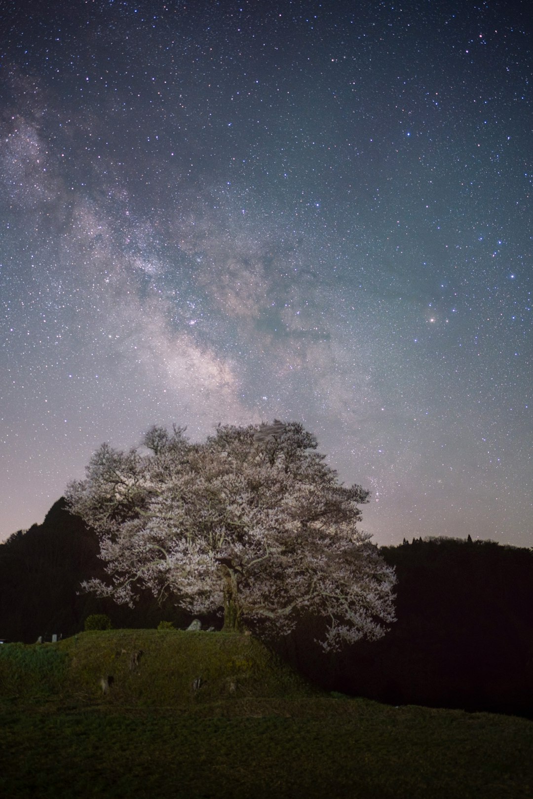 神宮寺跡のエドヒガン | decomp3104 | cizucu