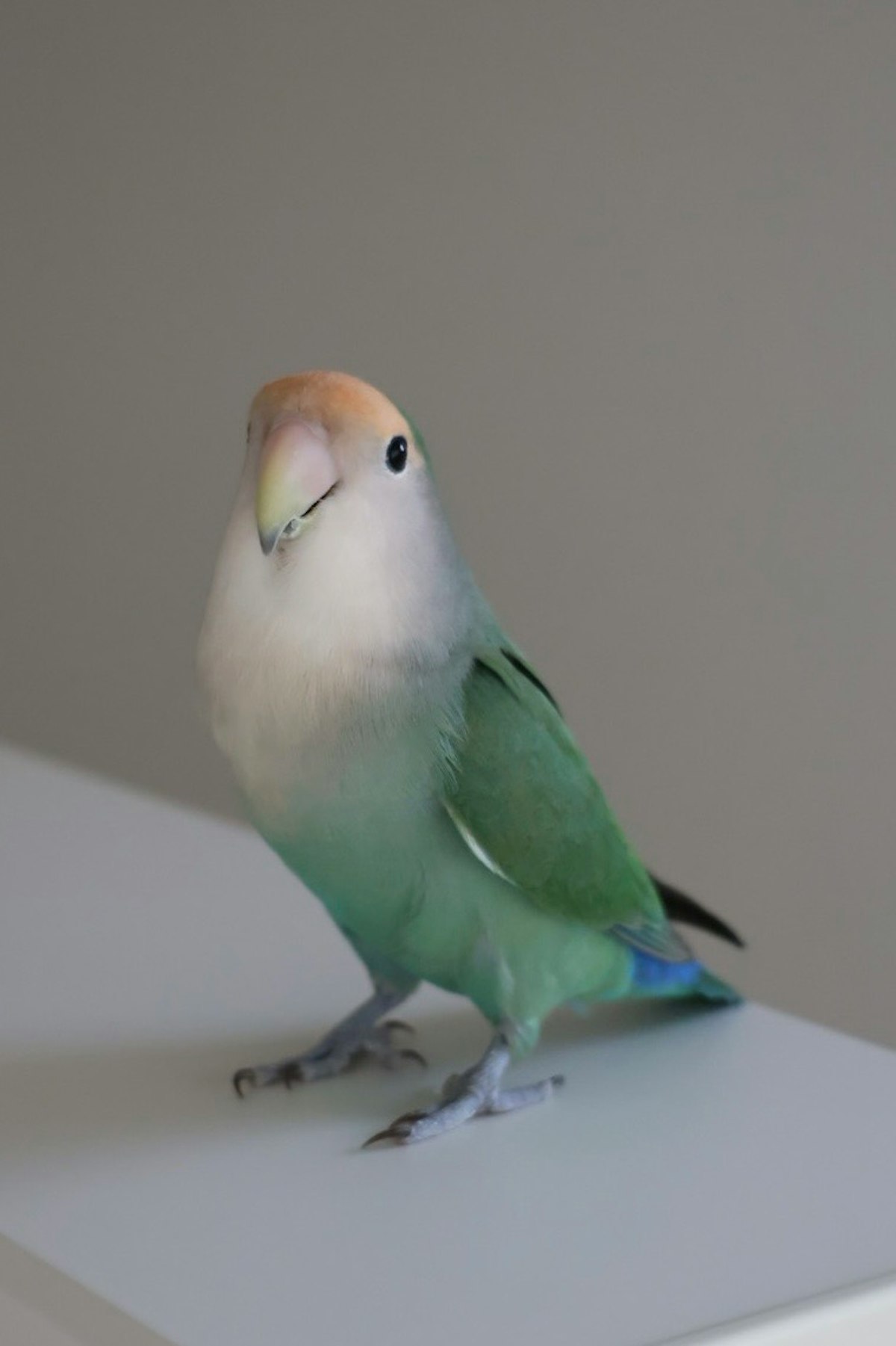 Meditation With Birds Chirping Photos | Download Royalty-Free Images ...