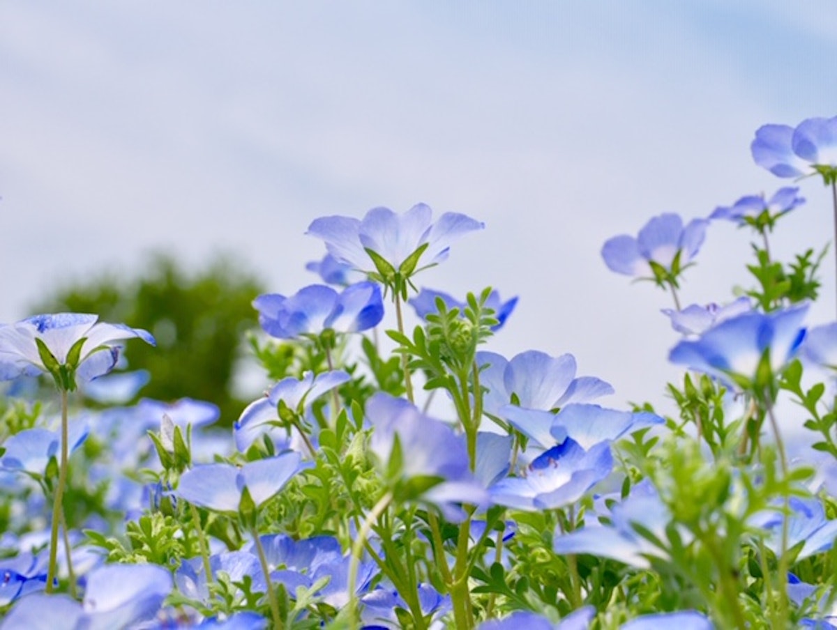 #ネモフィラ #春 | Wendy | cizucu