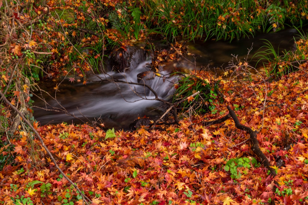 Autumn Leaves Cascade Photos | Download Royalty-Free Images & High ...