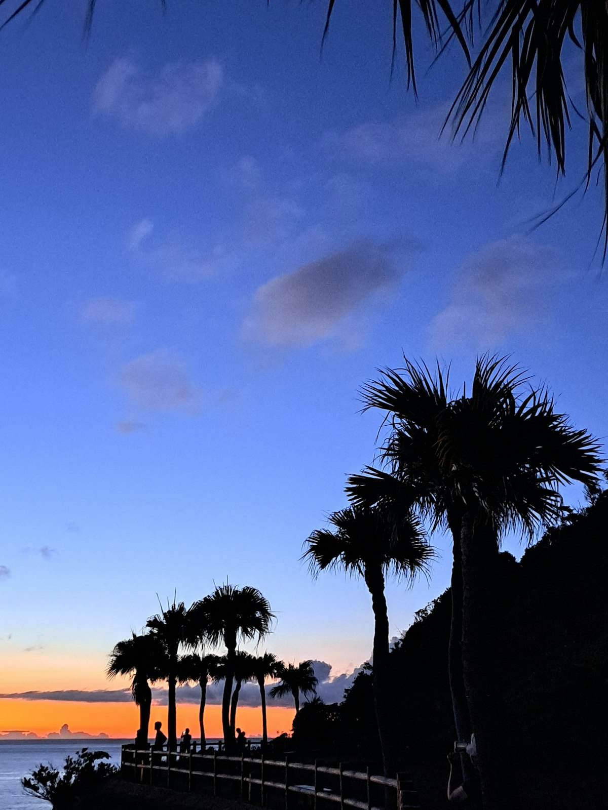 ใบมะพร้าวの写真 | ロイヤリティフリー & 高解像度画像を無料ダウンロード | cizucu