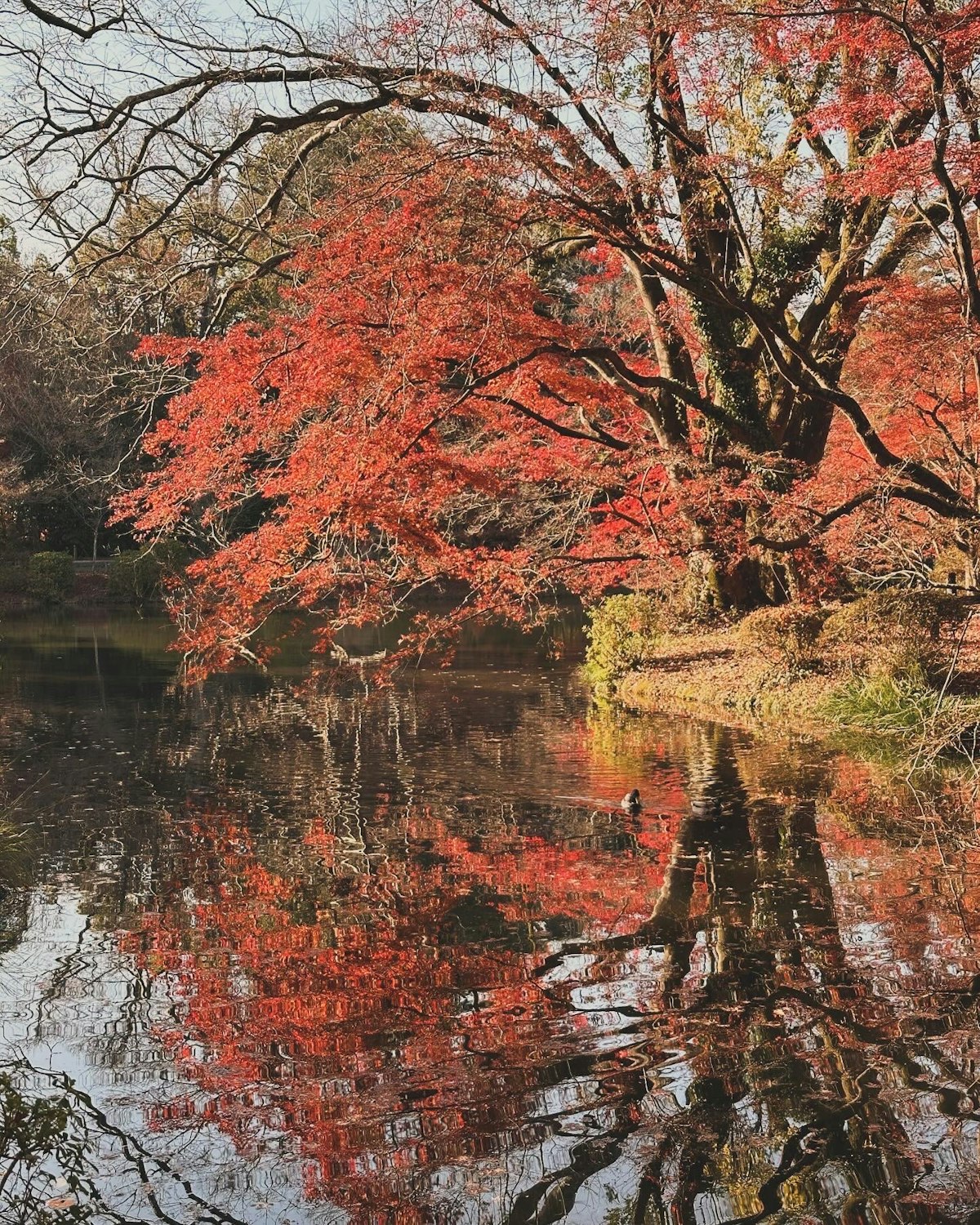 ต้นไม้สีแดง Photos | Download Royalty-Free Images & High-Resolution Pictures | cizucu