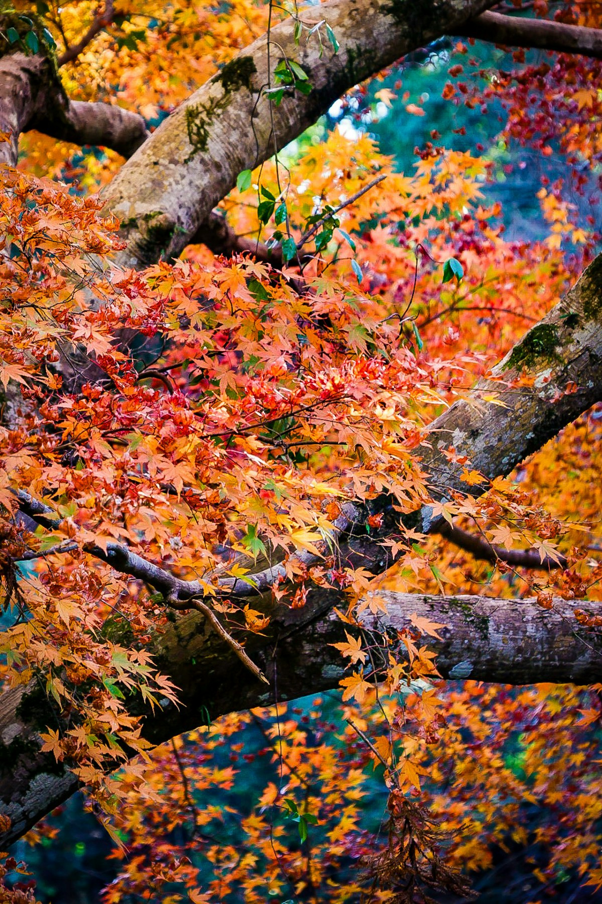 Branches Falling Leaves Photos | Download Royalty-Free Images & High ...