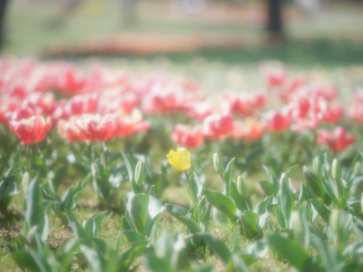 Atmospheric Blur In Photography Photos | Download Royalty-Free Images ...