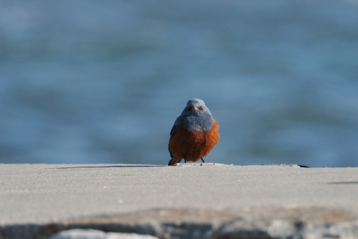 อกสีส้มの写真 | cizucu