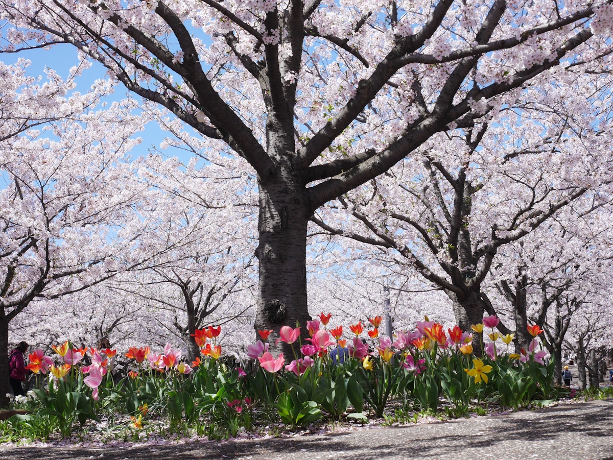 #桜 #チューリップ #春の訪れ | Wendy | cizucu