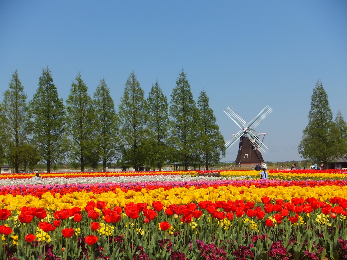 #チューリップ #春の風景 #花畑 | Wendy | cizucu