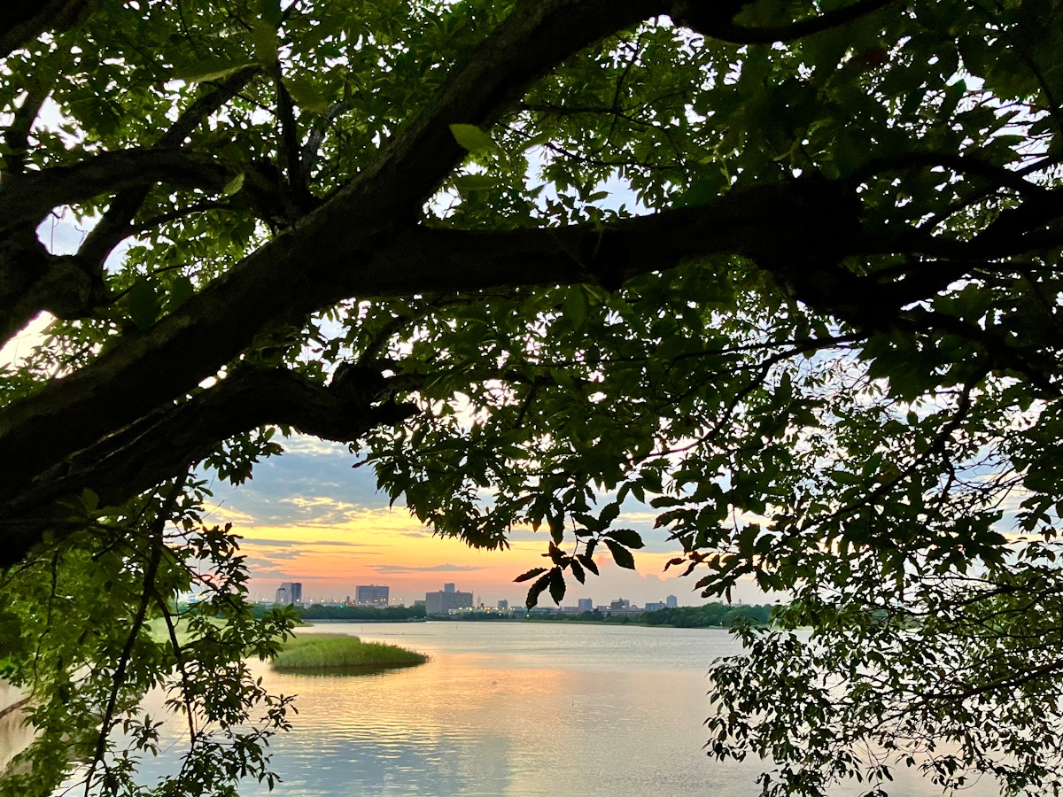 습지 나뭇잎 반사 Photos | Download Royalty-Free Images & High-Resolution Pictures | cizucu