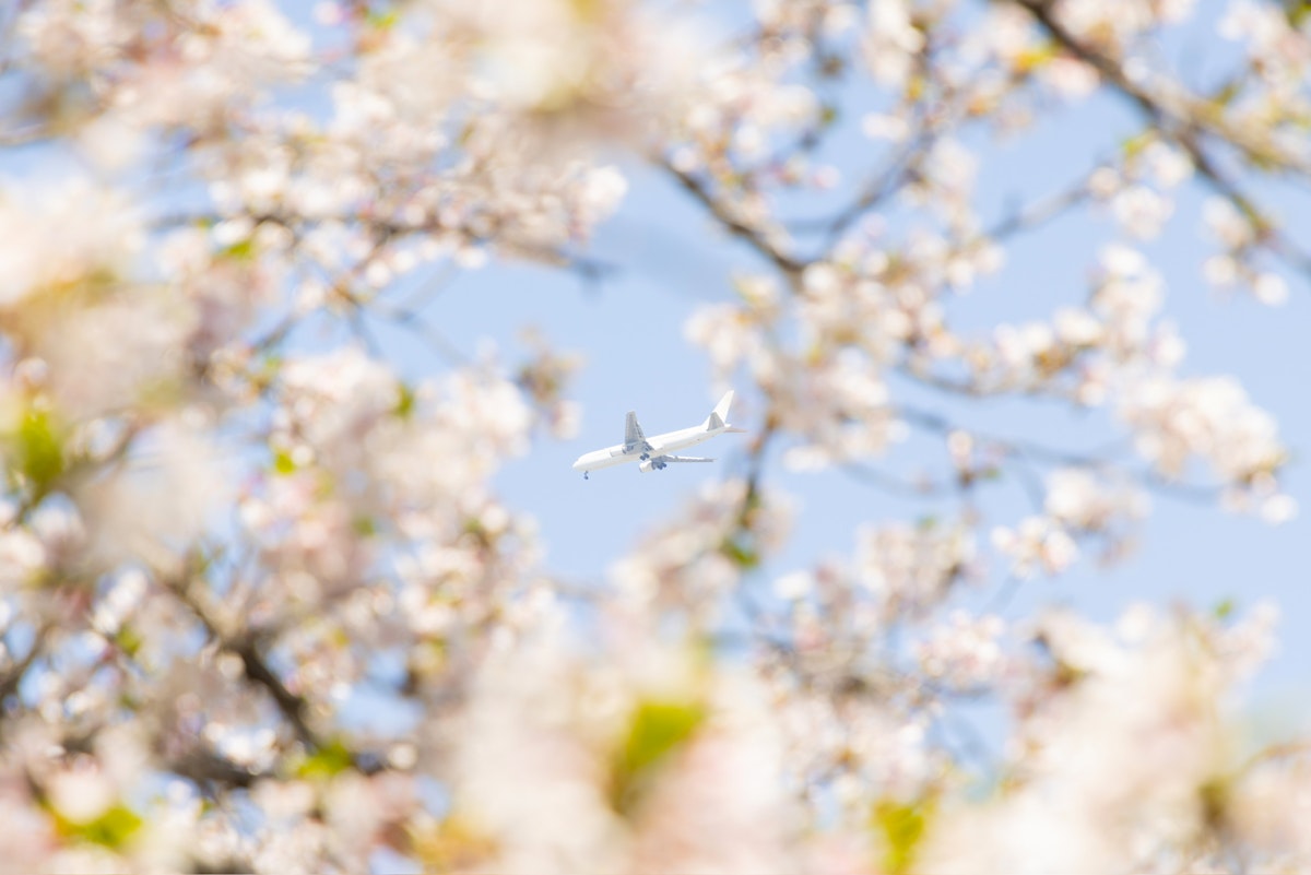 満開の桜と飛行機雲 4月に京都大阪への撮影旅行の際に 満開の桜の隙間から飛ぶ飛行機の姿に 思わずシャッターを切りました。 春の 何か新たな気持ちを思い出させる感じがとても好きです。 #桜 ...