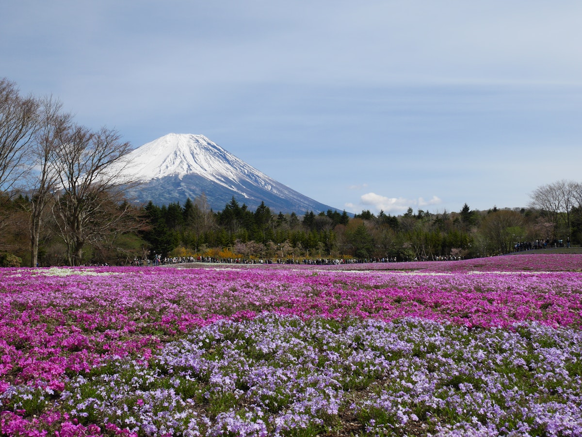 #芝桜 #富士山 #春 | Wendy | cizucu