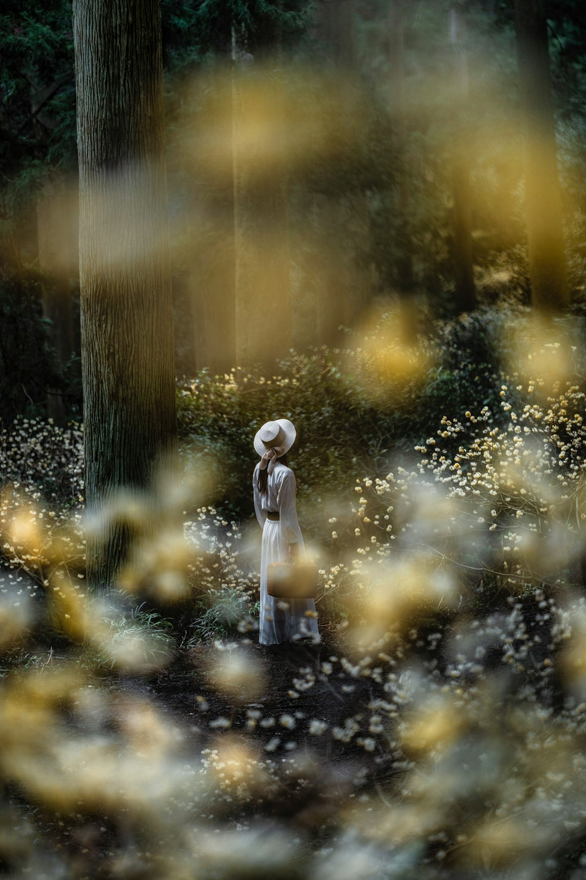 Ảnh về ต้นไม้สูง | Tải hình ảnh miễn phí bản quyền & độ phân giải cao | cizucu