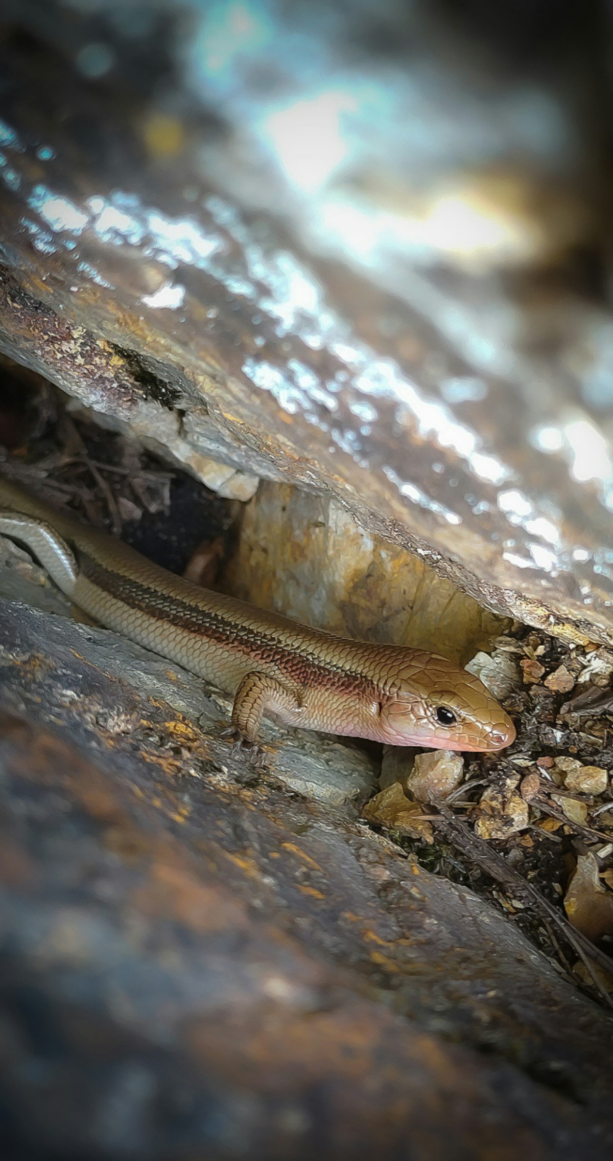 lizard Photos | cizucu