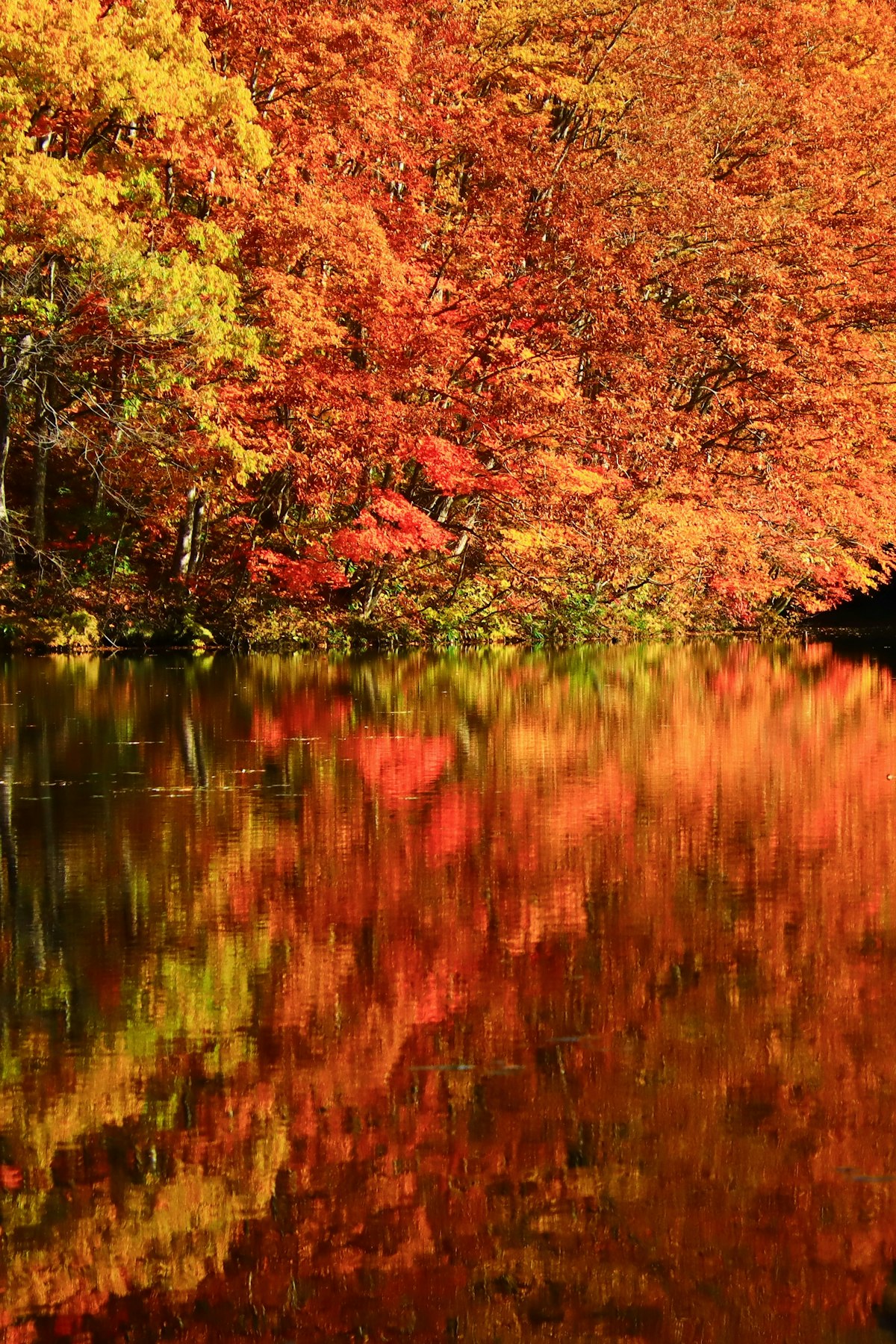 Ảnh về 자연의 조화로운 색채 | Tải hình ảnh miễn phí bản quyền & độ phân giải cao | cizucu