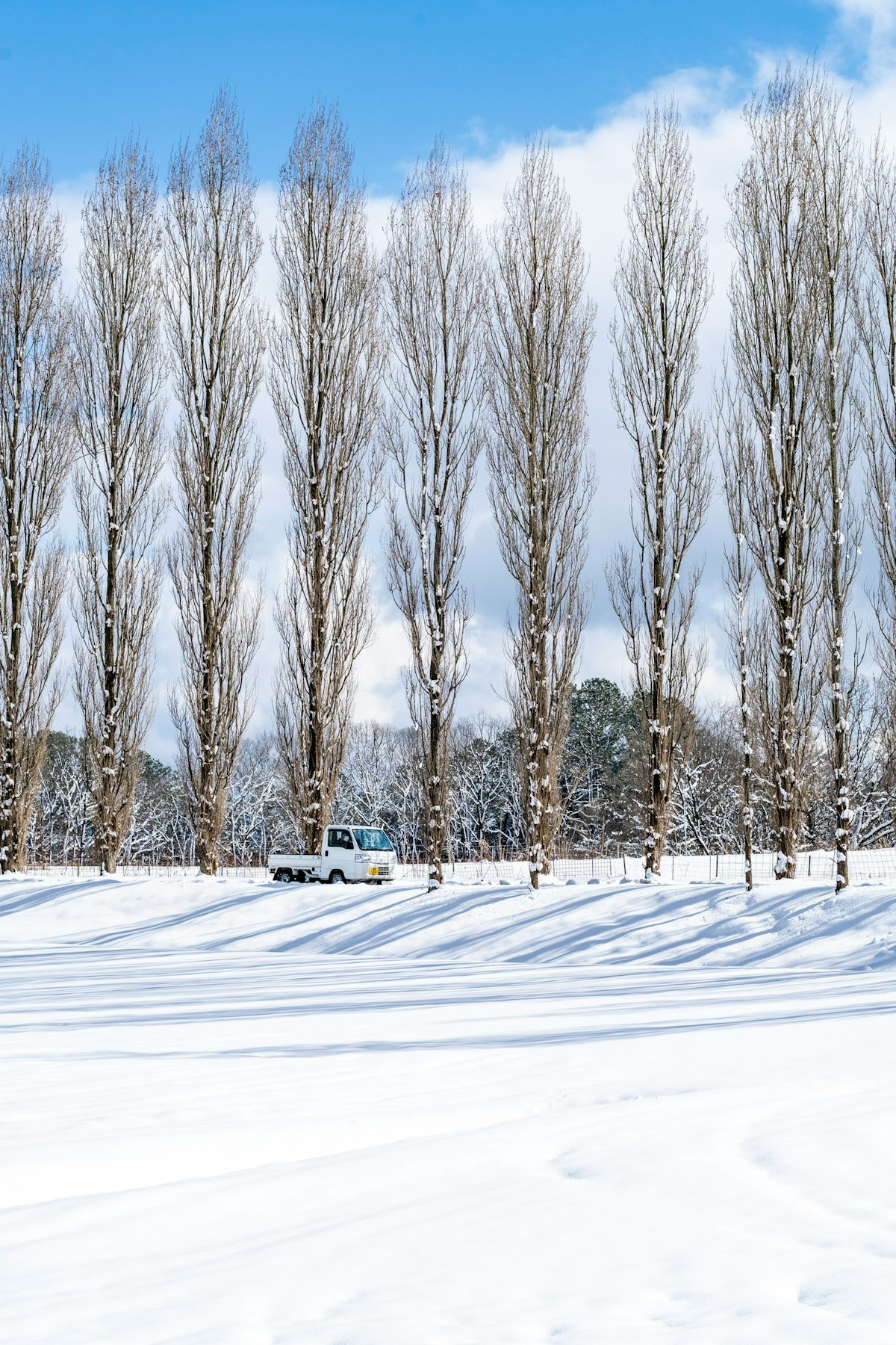 Ảnh về ต้นไม้ทอง | Tải hình ảnh miễn phí bản quyền & độ phân giải cao | cizucu