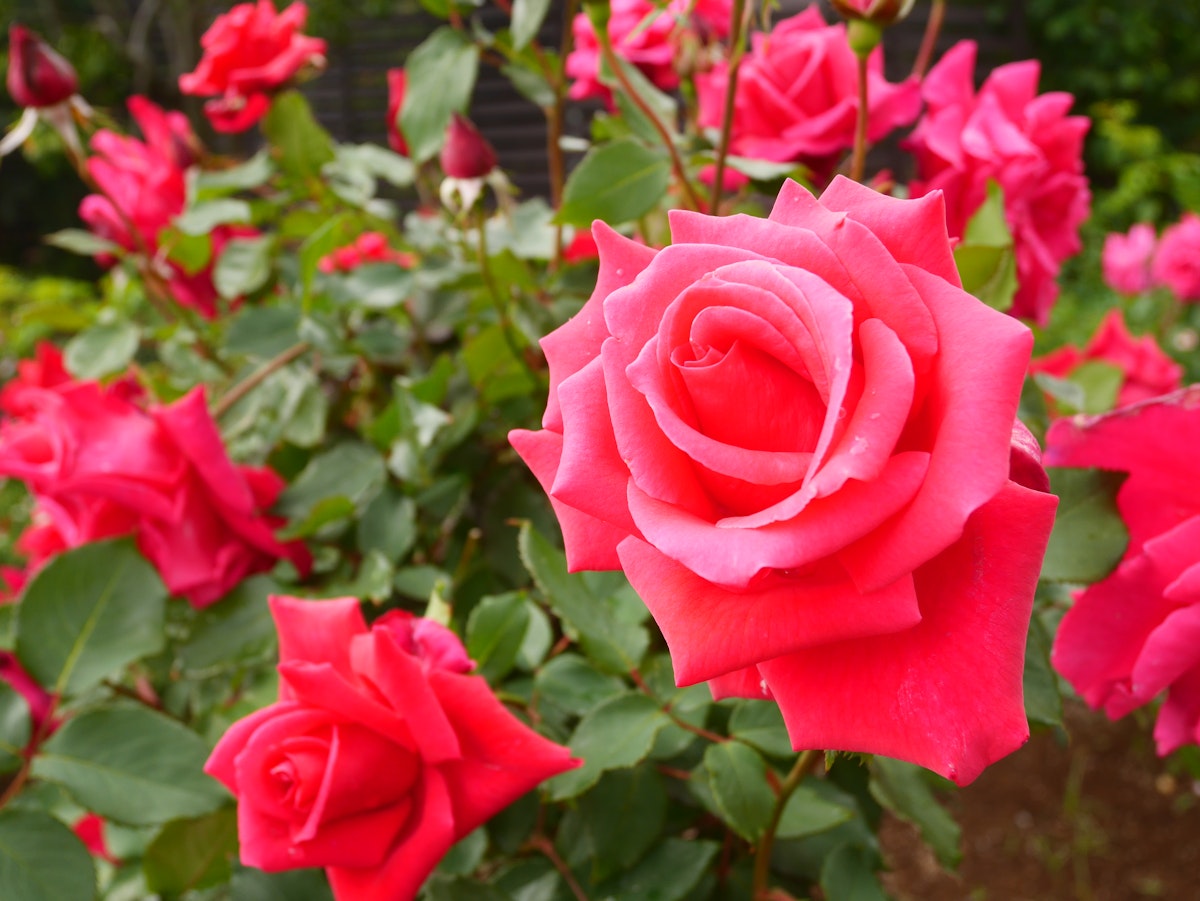 #バラ #春 #バラ園 | Wendy | cizucu