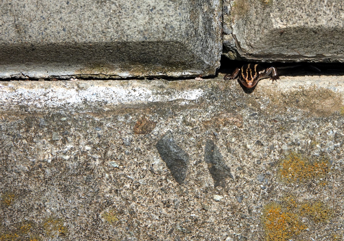 Kreatur Photos | Download Royalty-Free Images & High-Resolution Pictures | cizucu