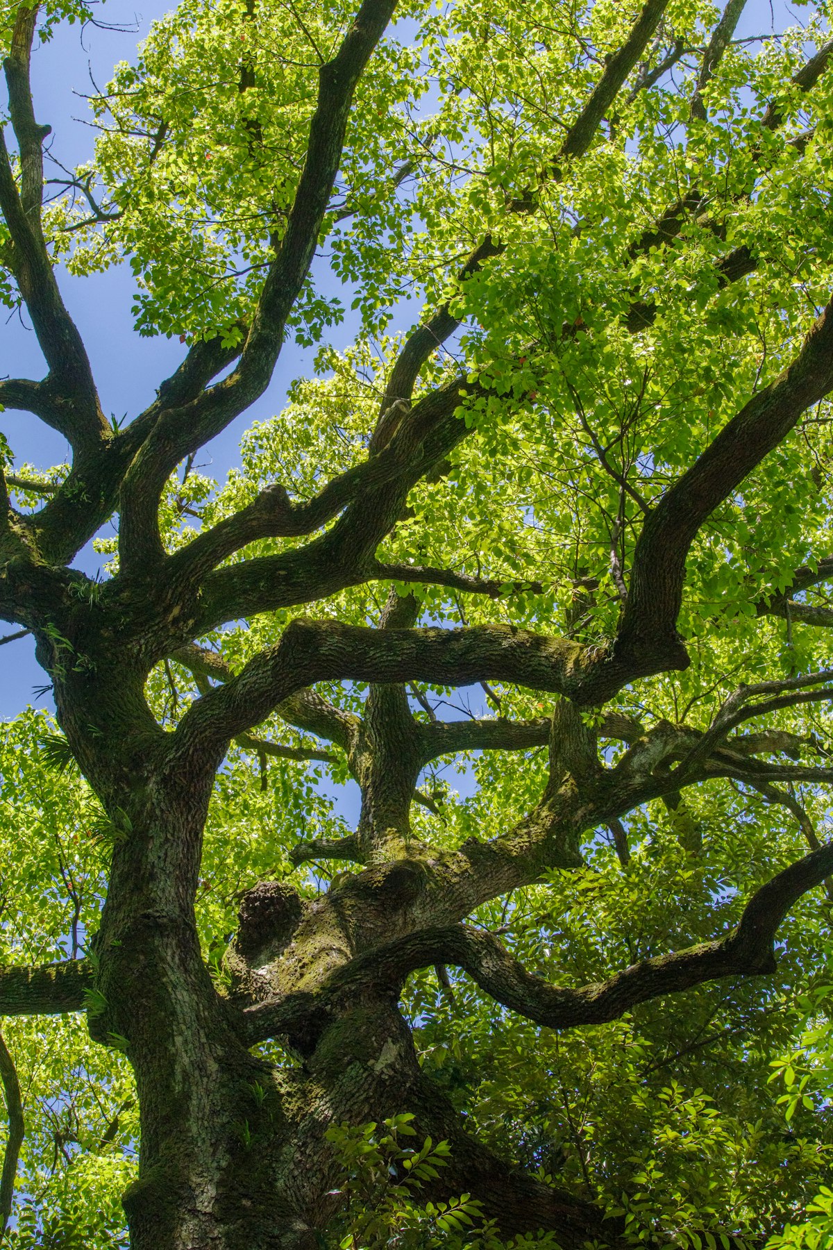 楠木 #green | Tsubasa Mfg | cizucu