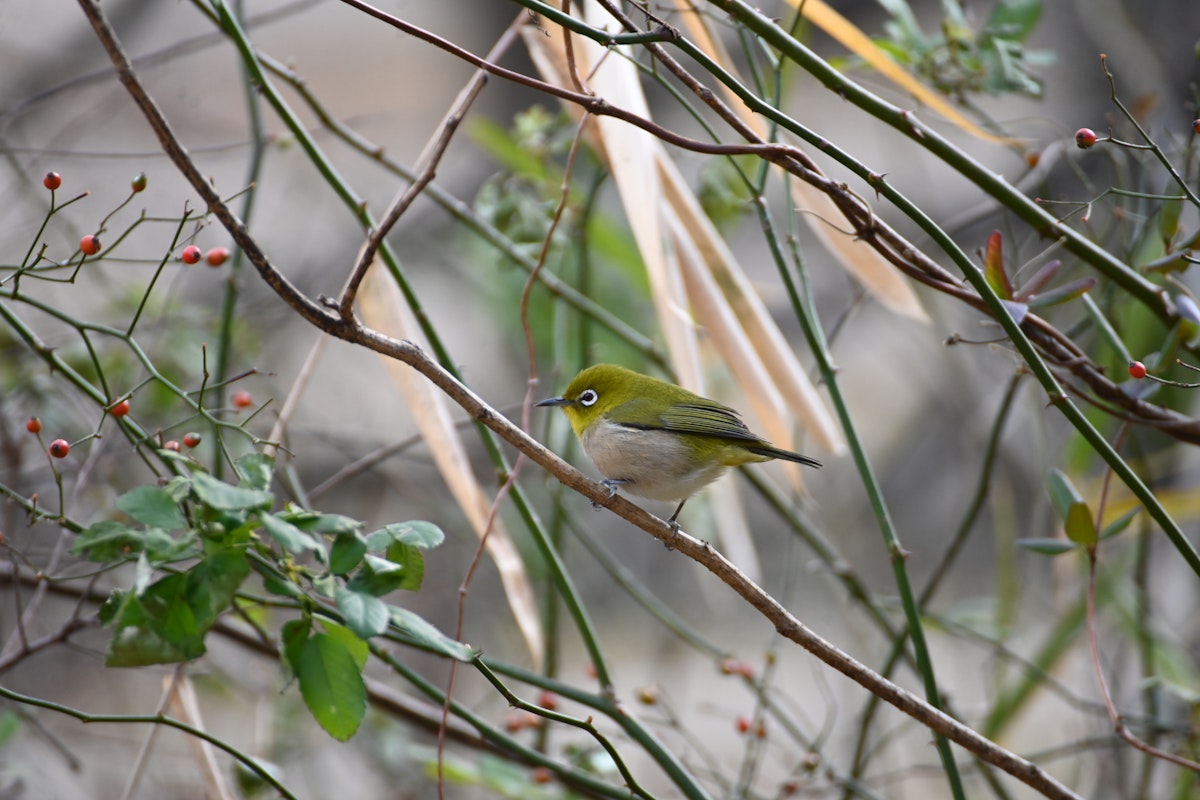 ＃メジロ 発見です | ayukawa | cizucu