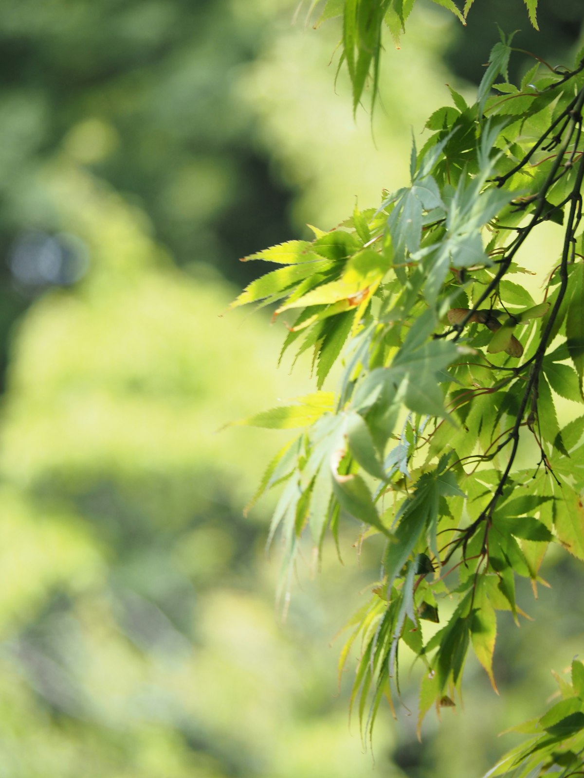 Ảnh về ใบเขียว แสงพุ่ง | Tải hình ảnh miễn phí bản quyền & độ phân giải cao | cizucu