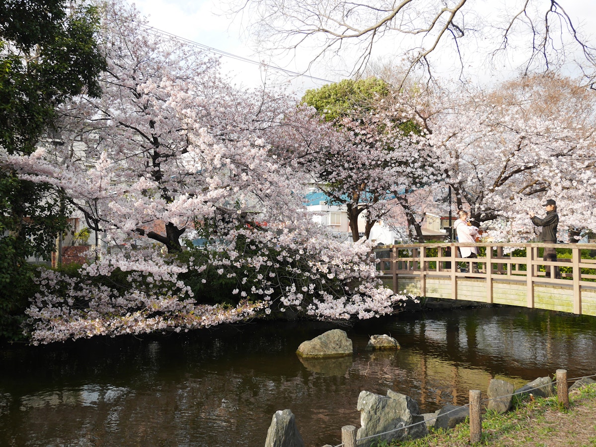 #桜 #春 | Wendy | cizucu