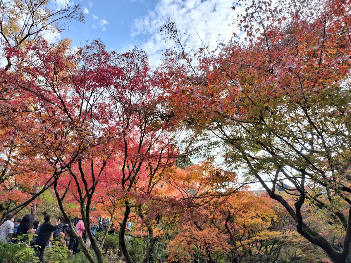 Ảnh về ต้นไม้สดใส | Tải hình ảnh miễn phí bản quyền & độ phân giải cao | cizucu