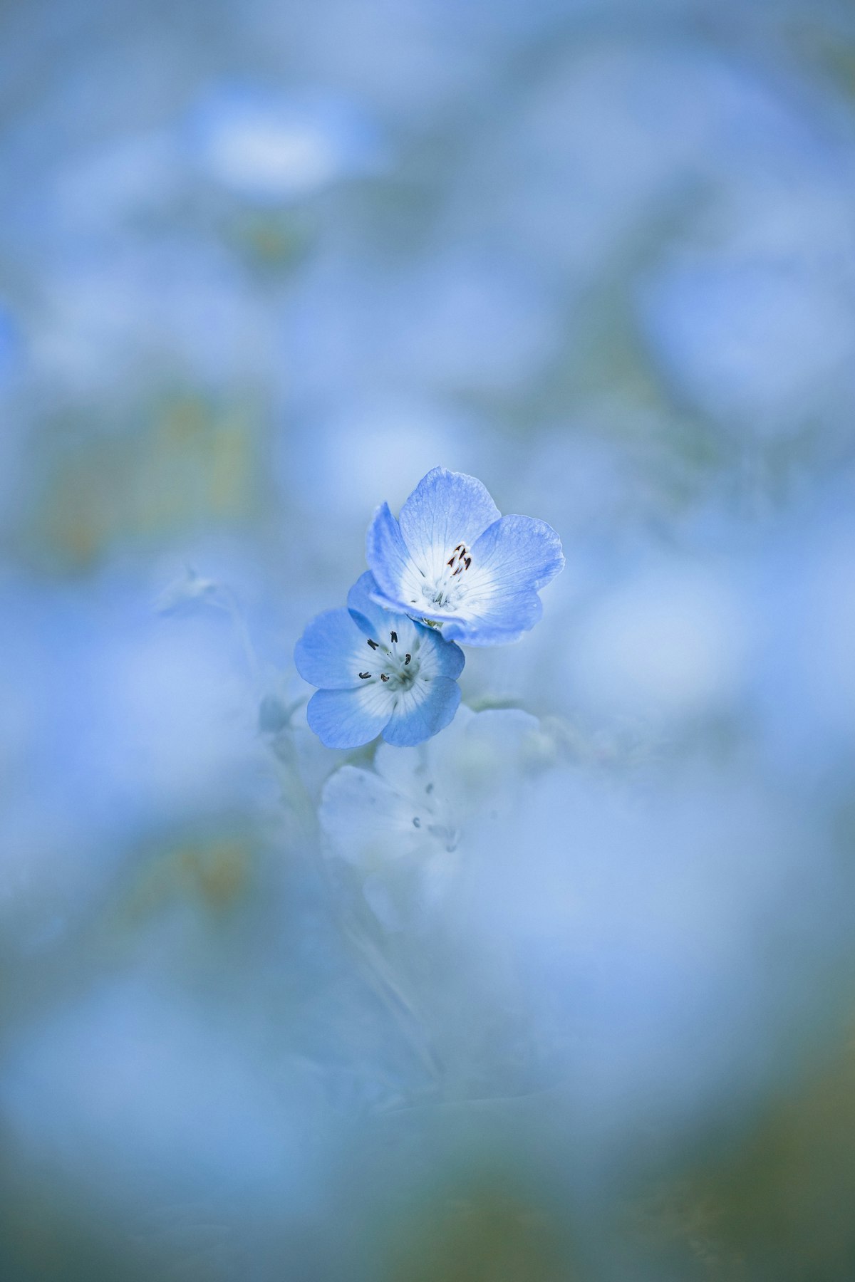 Fotos von โฟกัสนุ่มนวล | Lizenzfreie und hochauflösende Bilder herunterladen | cizucu