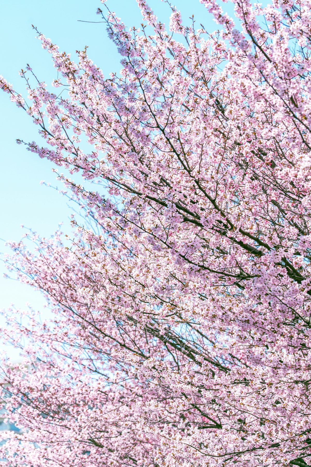 Flora Y Fauna Japonesa Photos | Download Royalty-Free Images & High-Resolution Pictures | cizucu