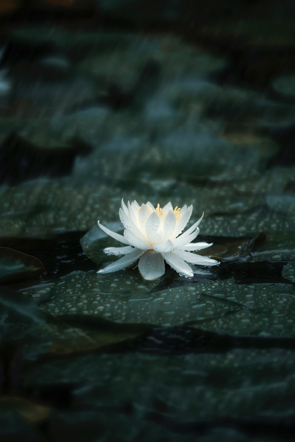 Ảnh về ใบเขียวสด | Tải hình ảnh miễn phí bản quyền & độ phân giải cao | cizucu