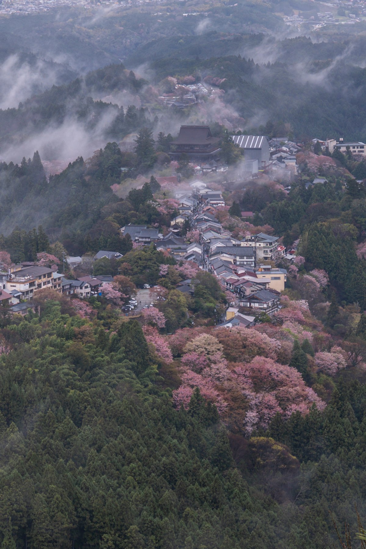 湧き立つ吉野🌸 | sei ♫ | cizucu