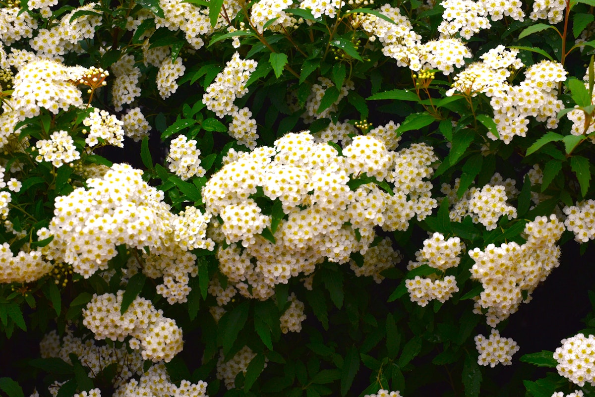 ＃コデマリの花 | ayukawa | cizucu