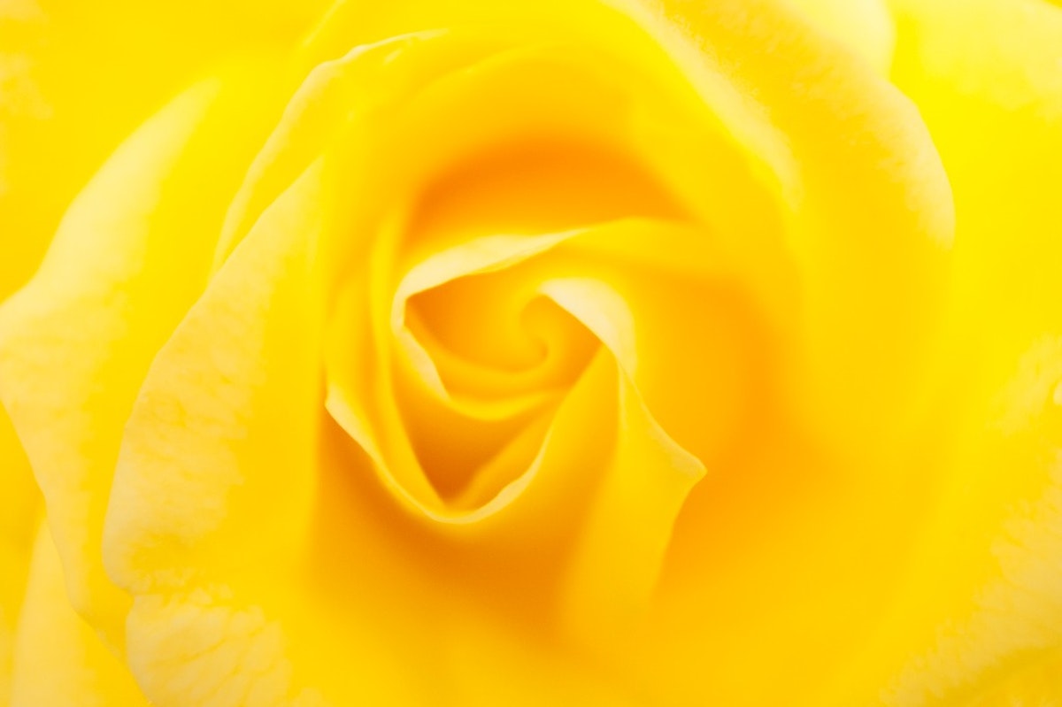 Shinsuke Yoshida | cizucu